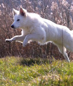 White Swiss Shepherd dog breeder, females, female
